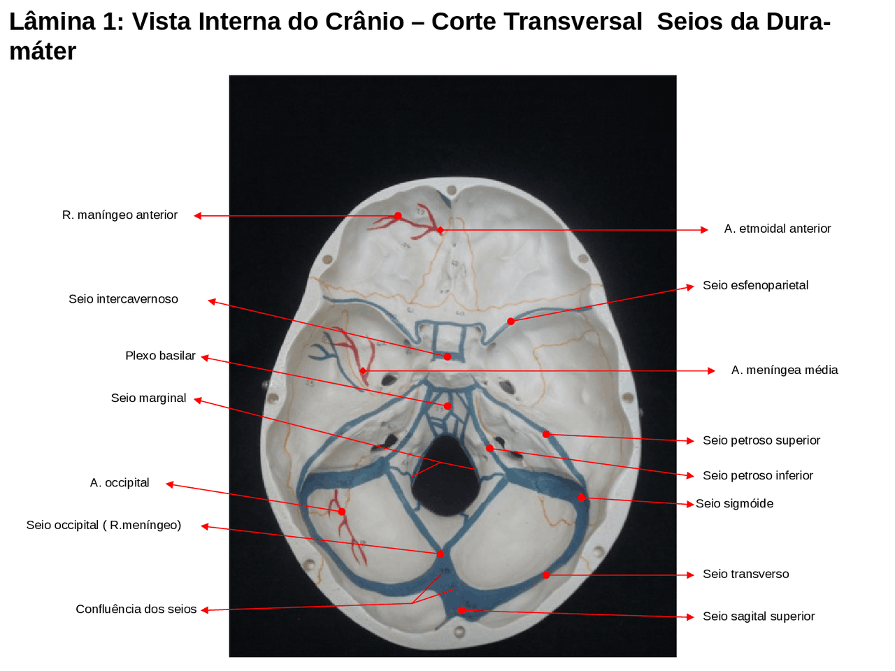 Atlas digital de neuro.parte I - Neuroanatomia - Docsity