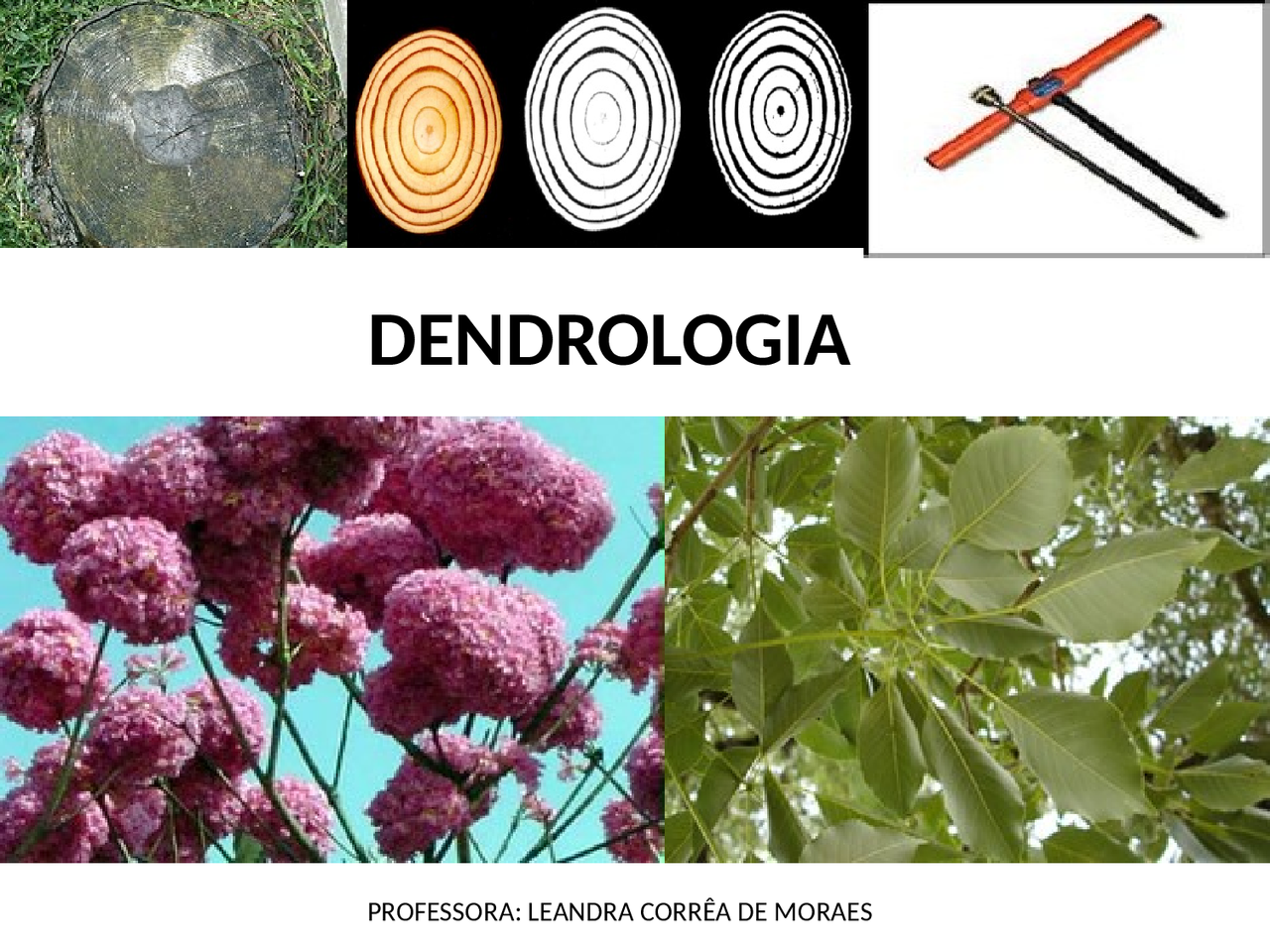 Dendrometria e Dendrologia - Dendrometria e Dendrologia - Docsity