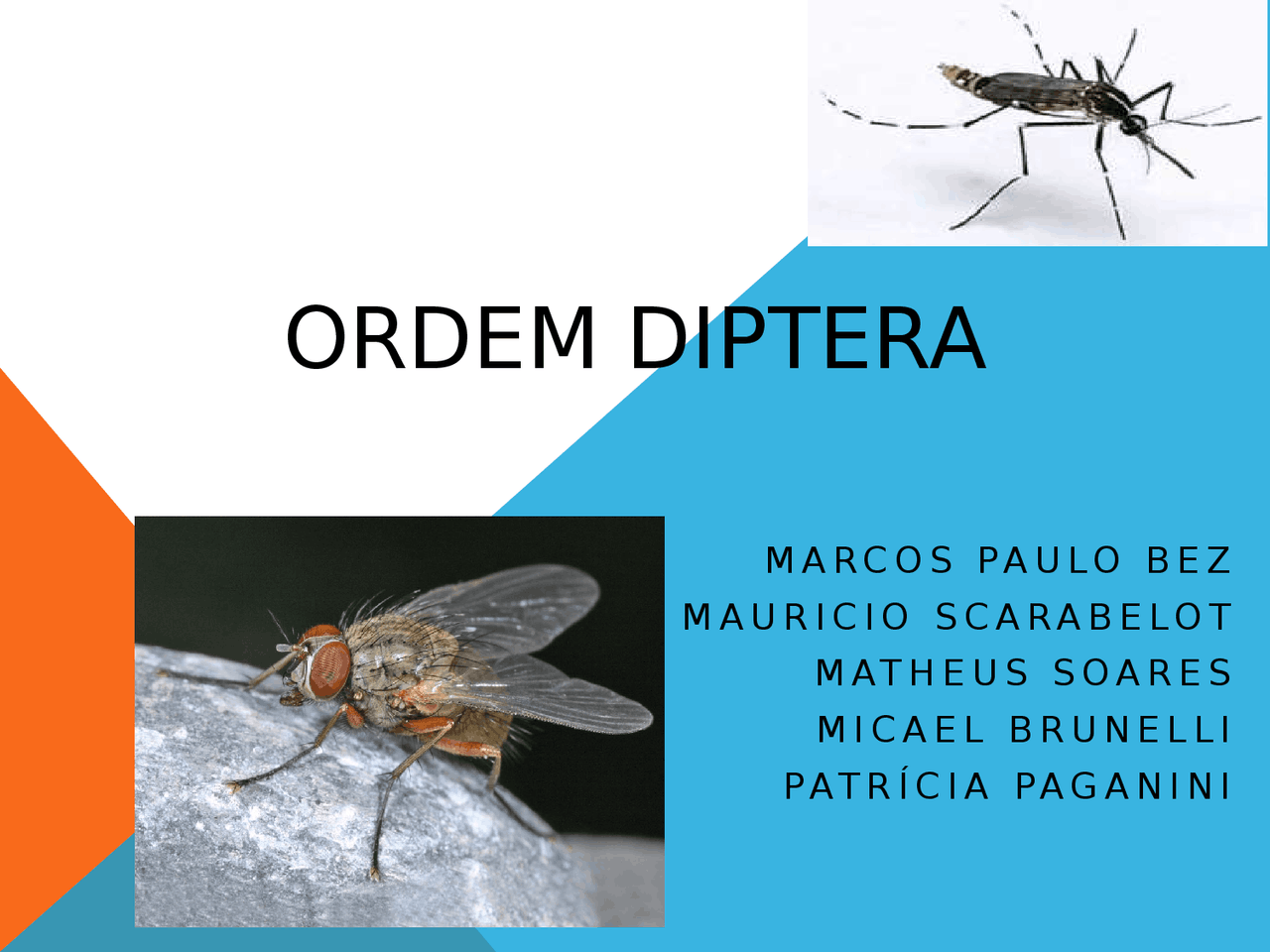 Ordem Diptera powre point - apresentação ordem diptera - Docsity