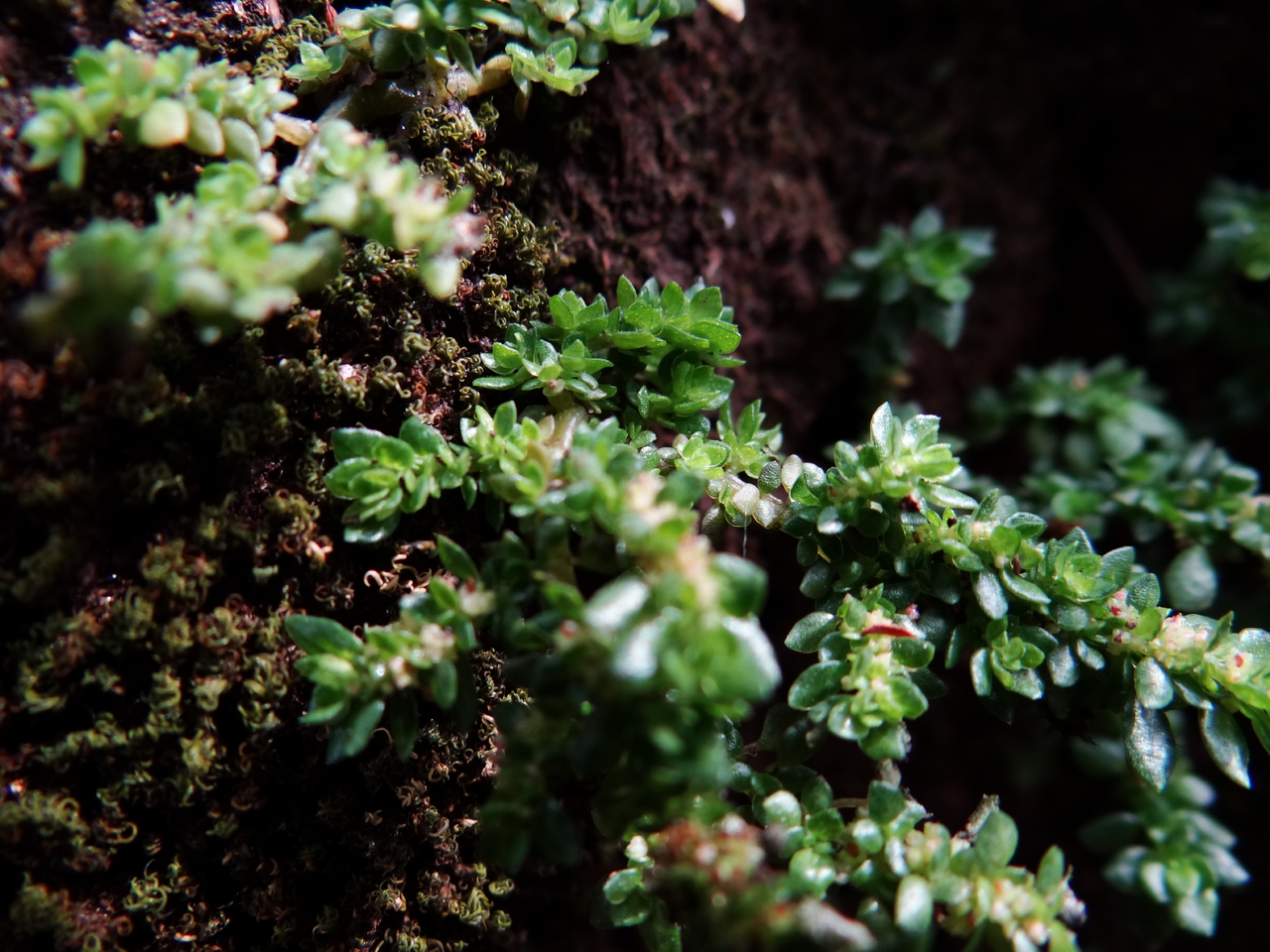 Fotos Anatomia Vegetal - dsc06902 - Fotos para trabalho - Docsity