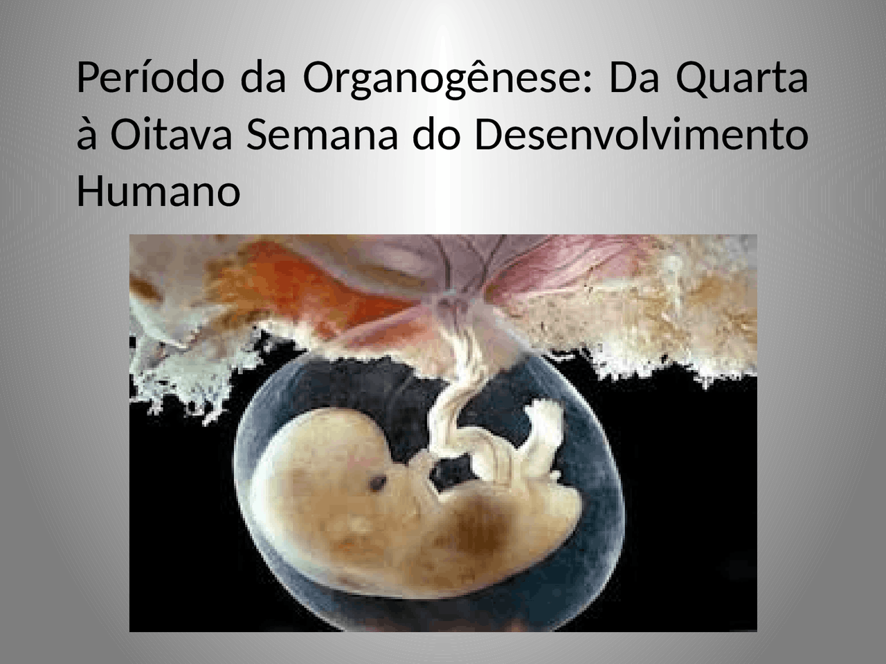 Período da Organogênese - 4 à 8 semana - Docsity