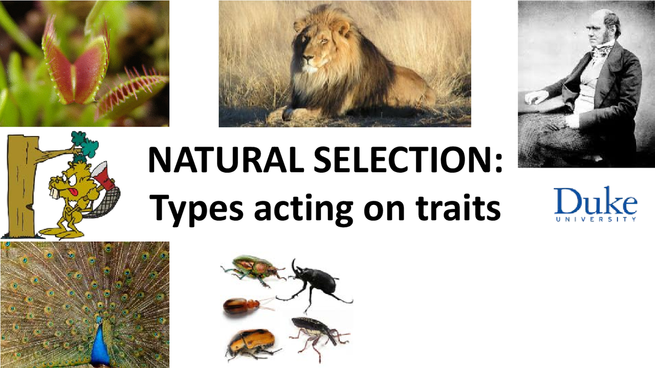 31 - Types Acting on Traits - Genetics, Evolution - Docsity