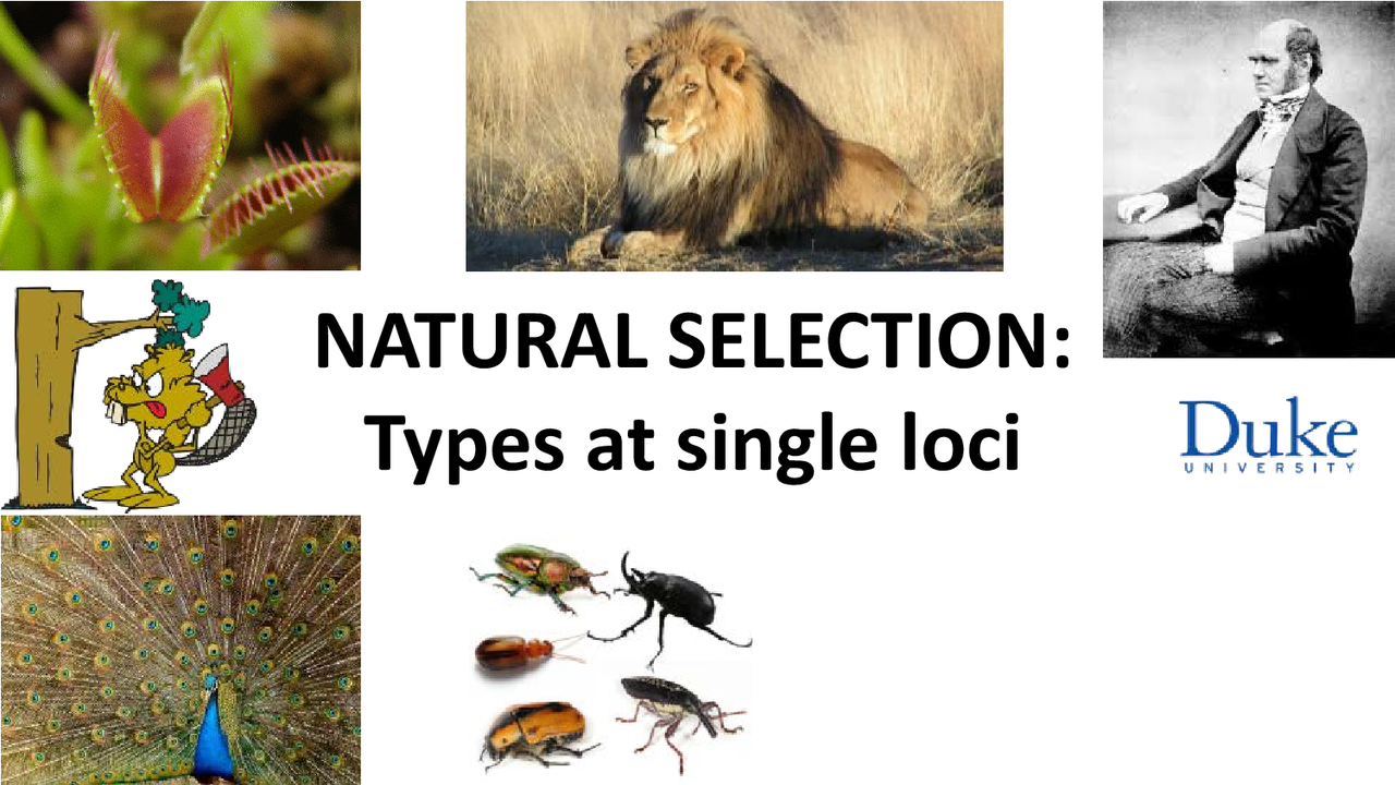 30 - Types at a Single Loci - Genetics, Evolution - Docsity