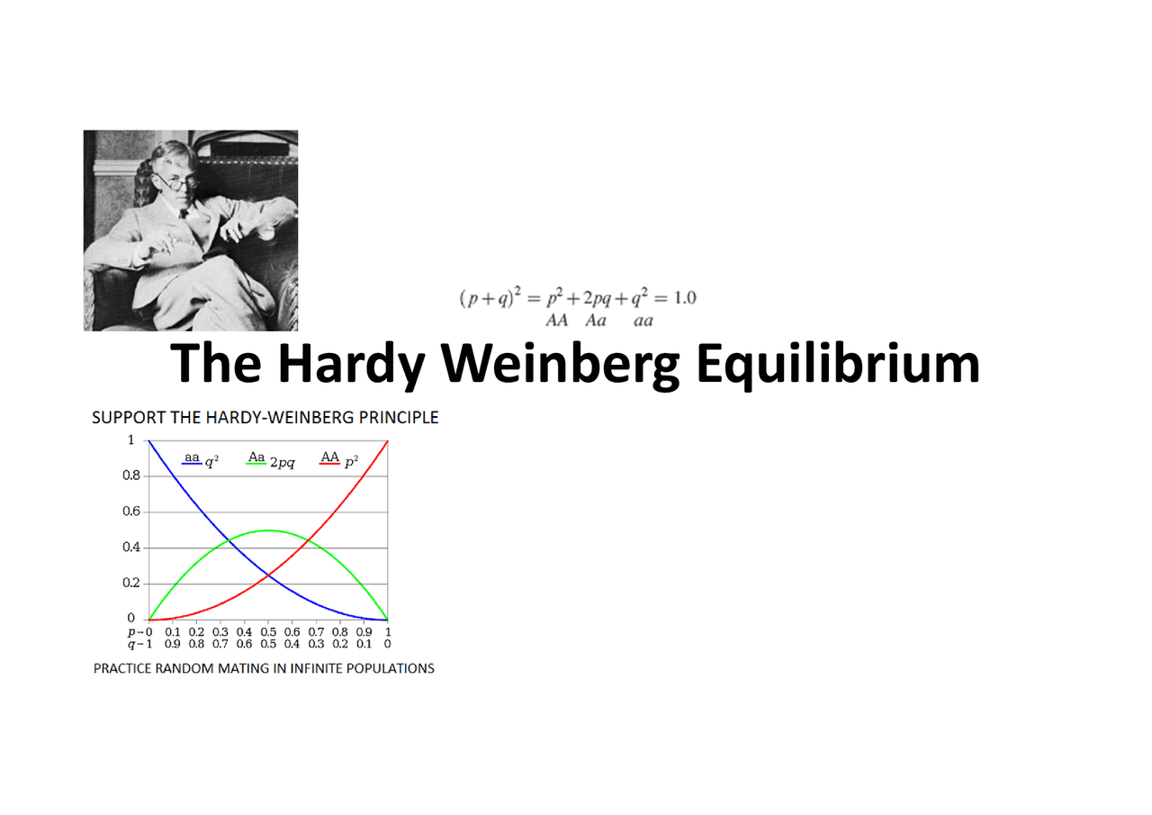 24 - Hardy-Weinberg Equilibrium - Genetics, Calculing - Docsity