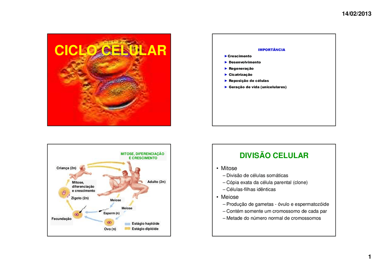 Ciclo Celular Biologia Celular Docsity