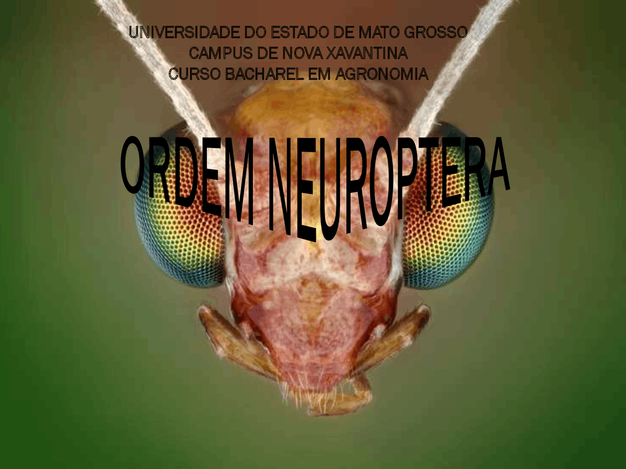 Neuroptera - seminario neuroptera - Docsity