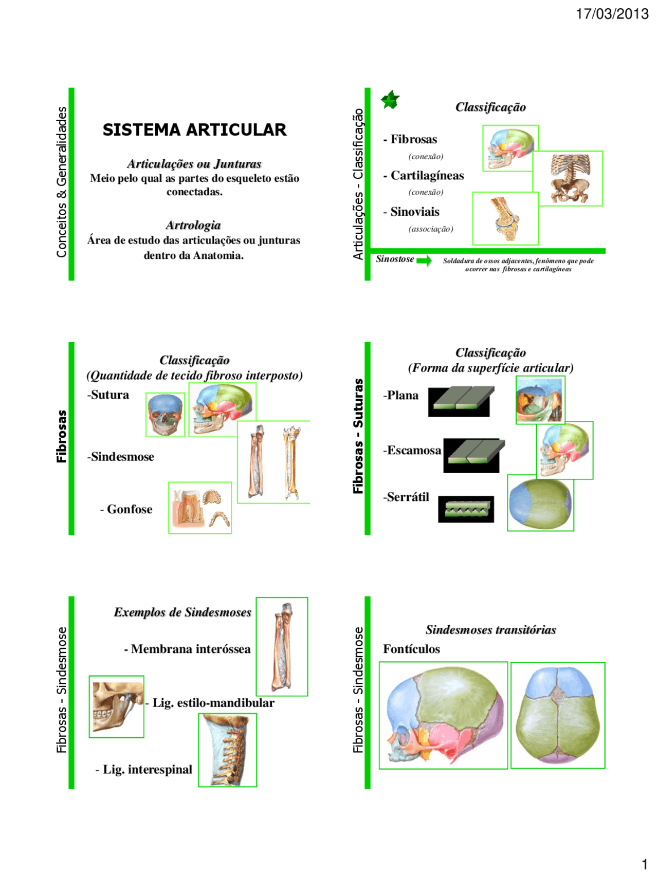 Sistema Articular Articulaçoes Docsity