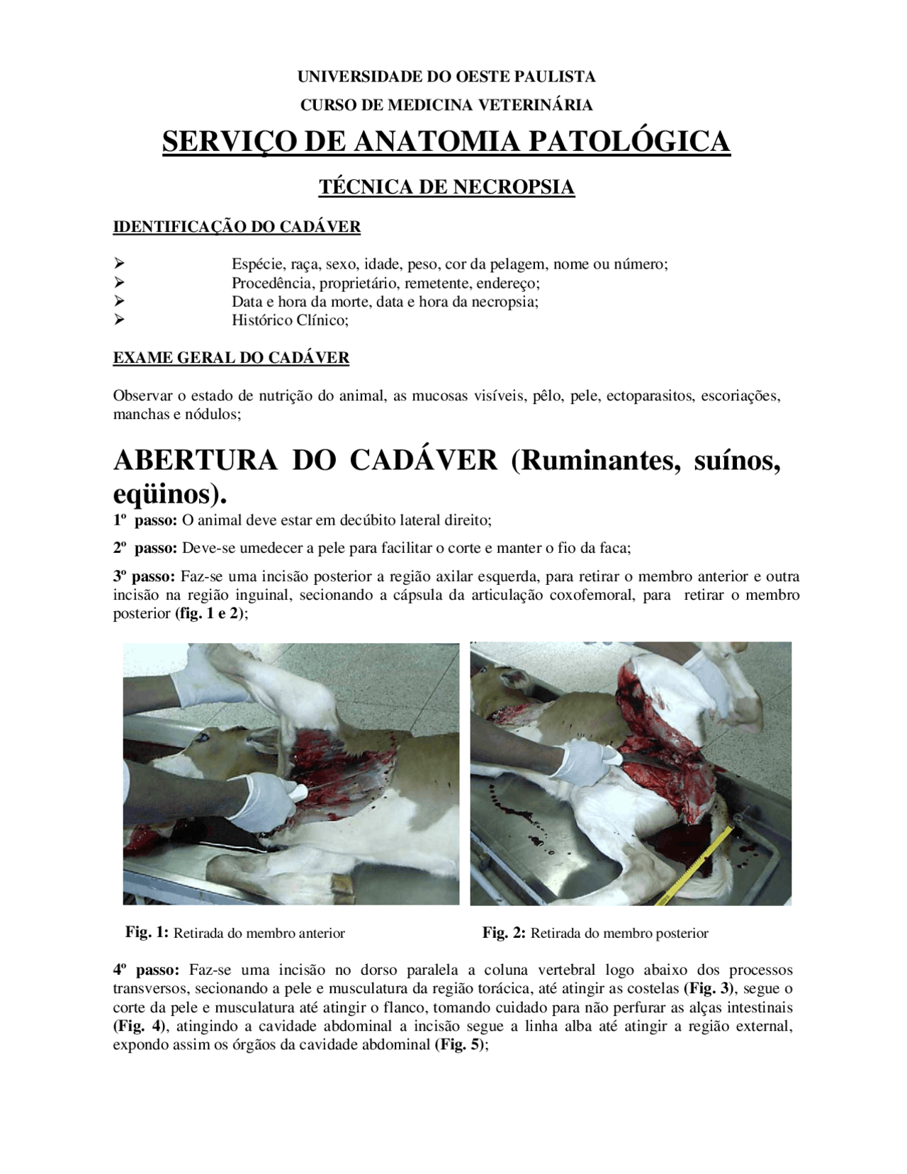 Tecnica de necropsia - Tecnica de necropsia - Docsity