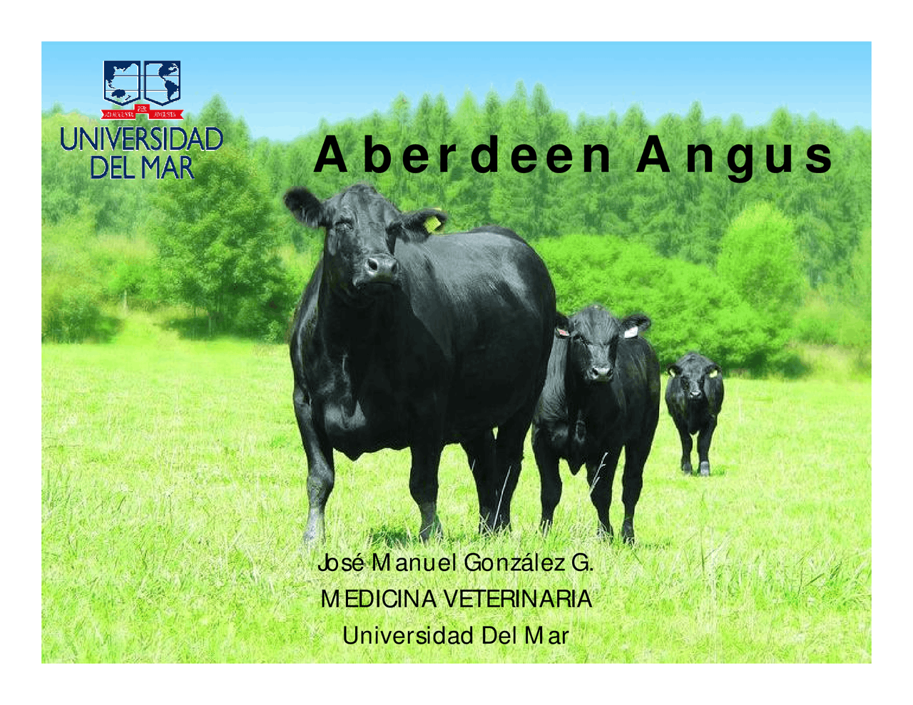 Aberdeen Angus - pdf sobre raça abeerden angus - Docsity