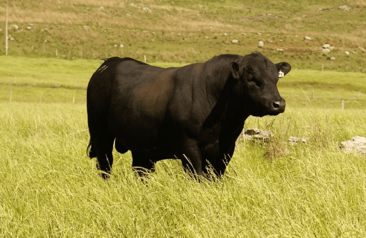 Touro angus 1 - RAÇA ANGUS FOTO - Docsity