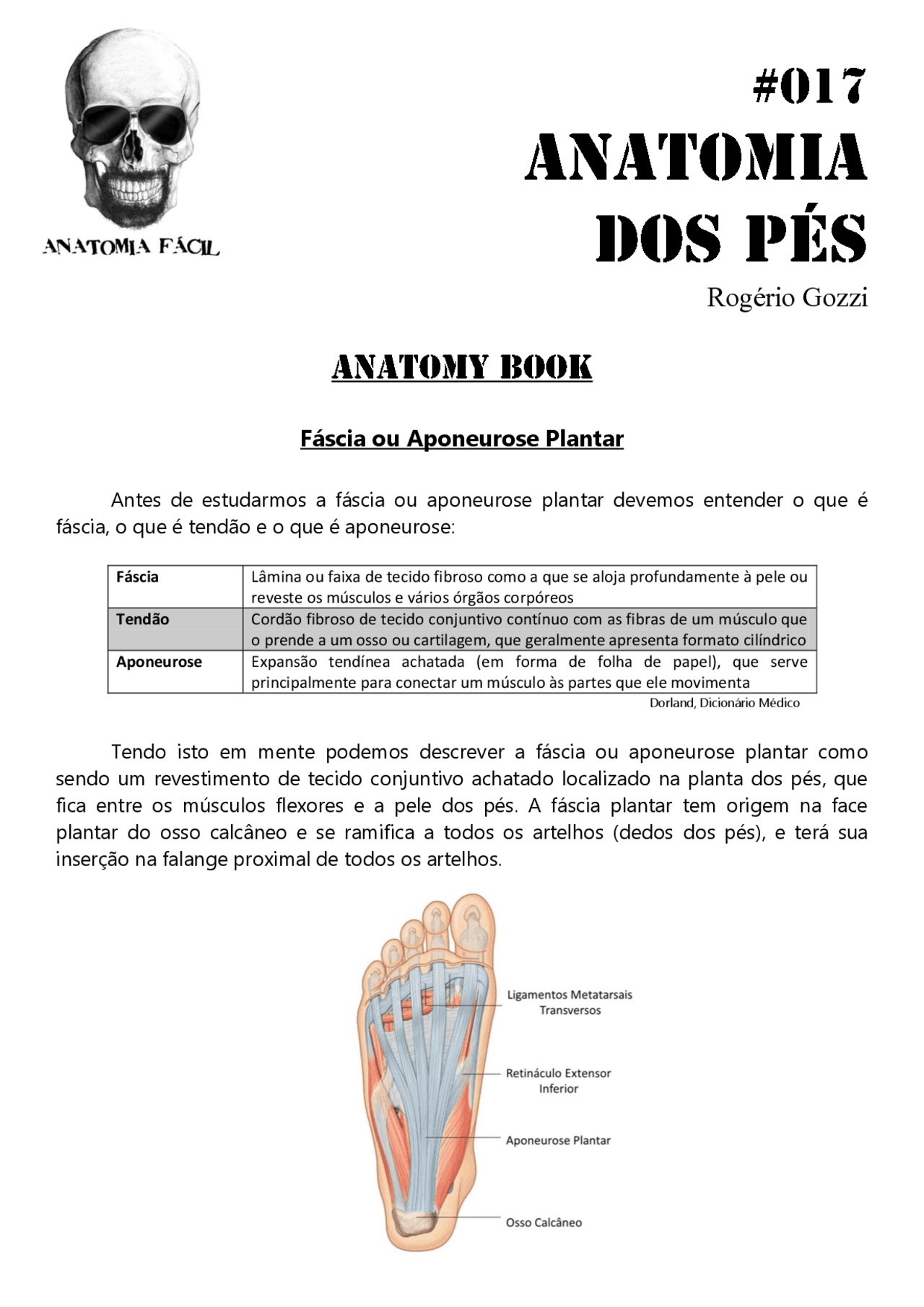 Anatomia dos Pés: Aponeurose ou Fáscia Plantar - Anatomia dos pés - Docsity