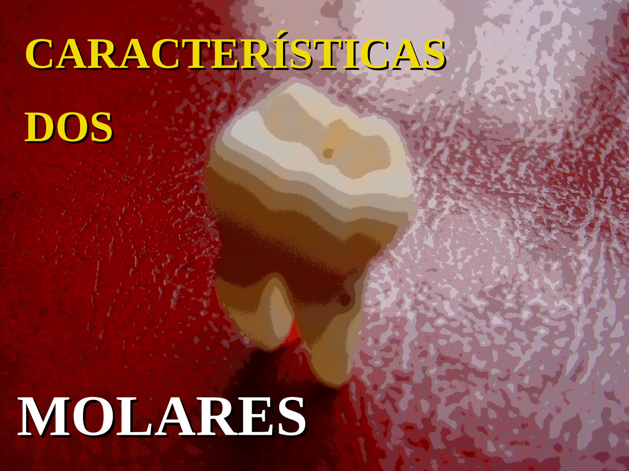 6 caracteristicas molares 2011 - MOLARES, CARACTERISTICAS MORFOLOGIA ...