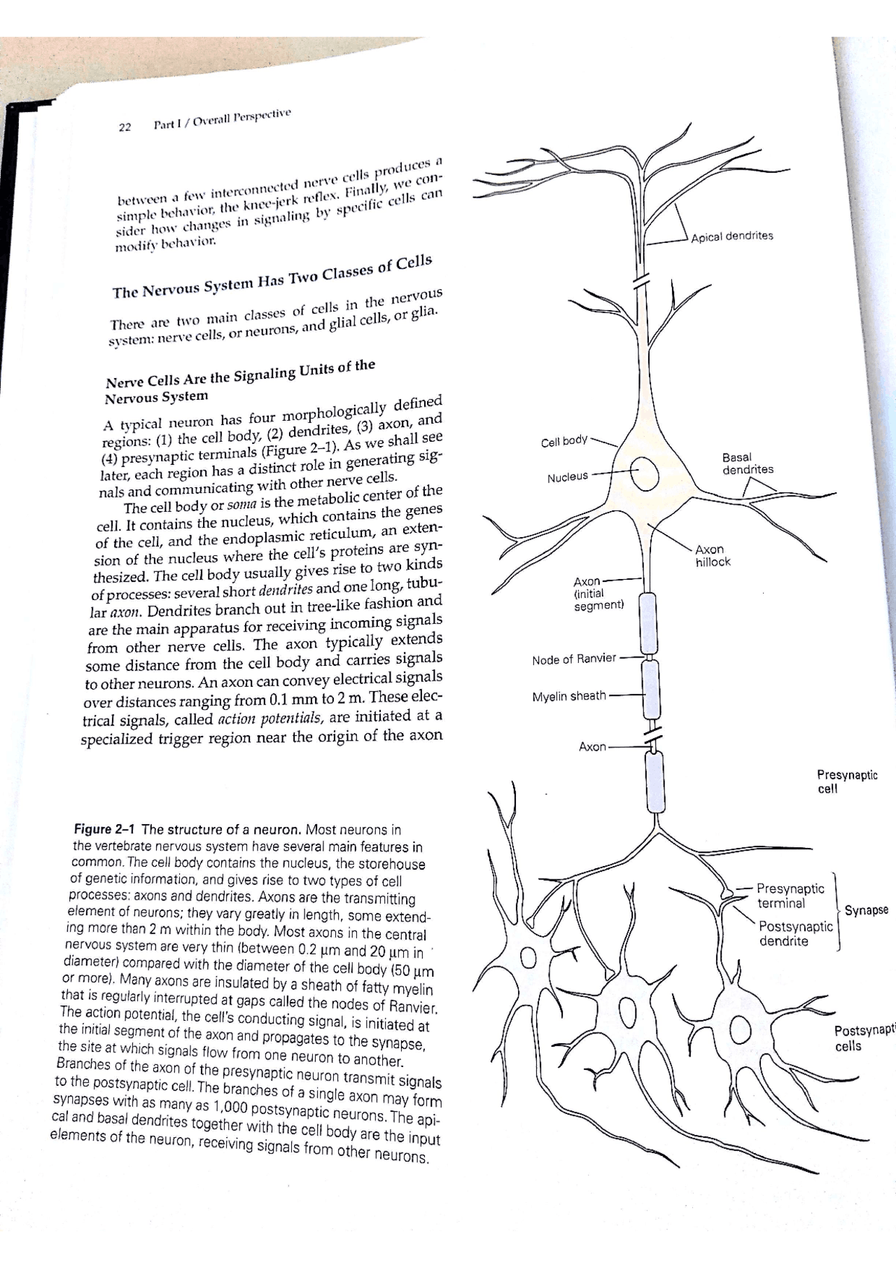 Nerve cells, neural circuitry, and behaviour - Trecho do livro ...