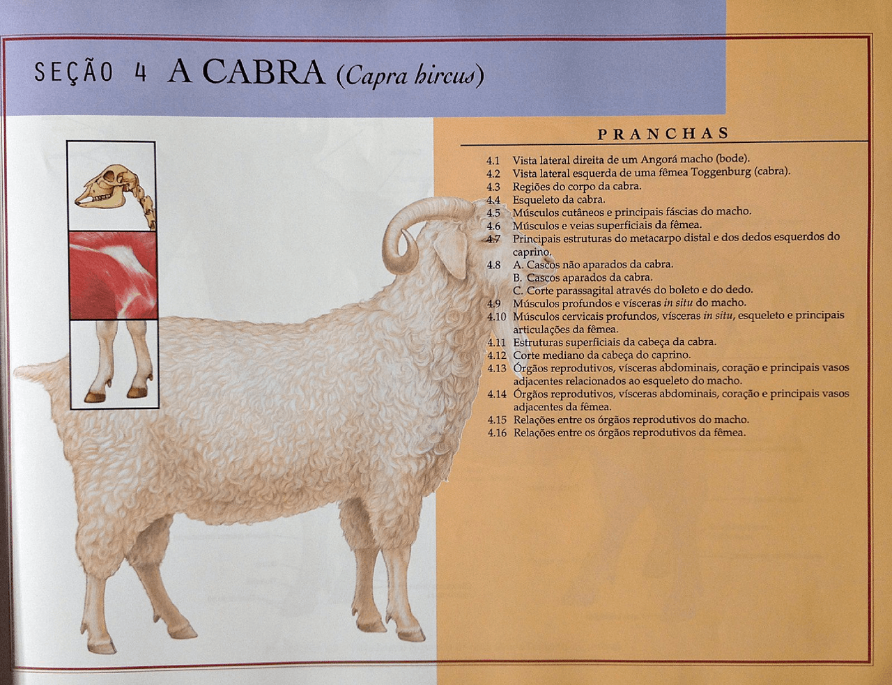 Anatomia de Pequenos Ruminantes: Caprinos - Anatomia de caprinos | Docsity