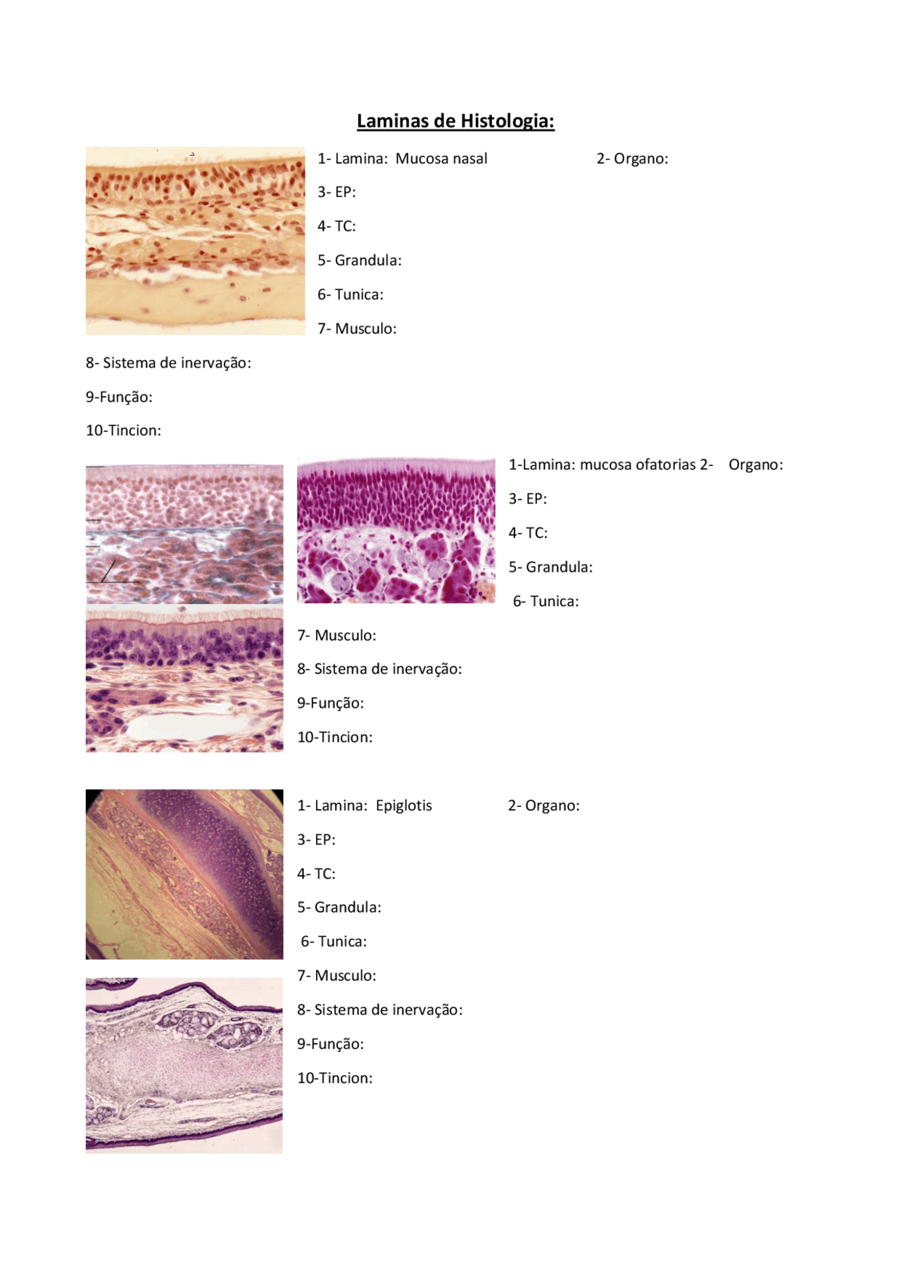 Laminas De Histologia Exercicios De Laminas Histologicas Docsity