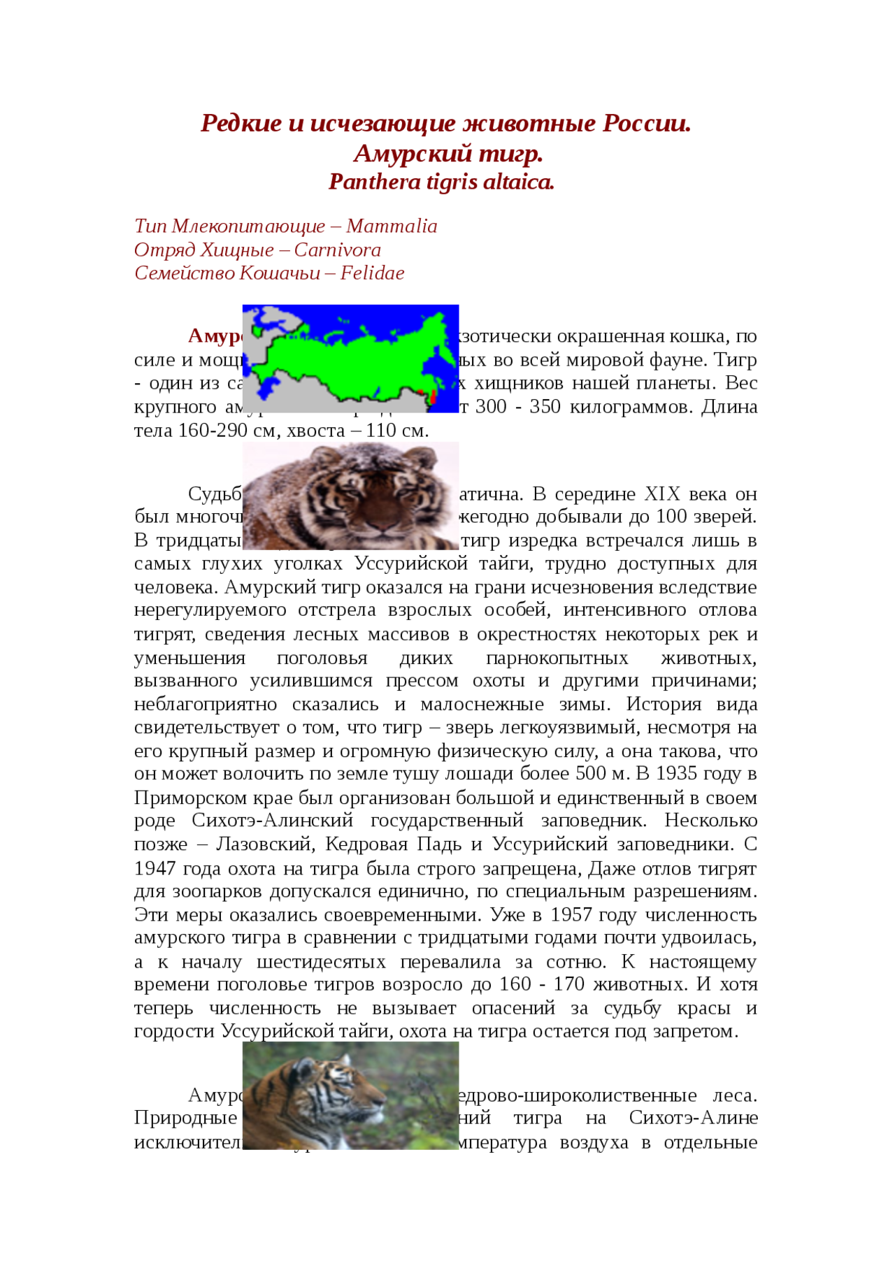 Амурский тигр реферат по биологии Docsity