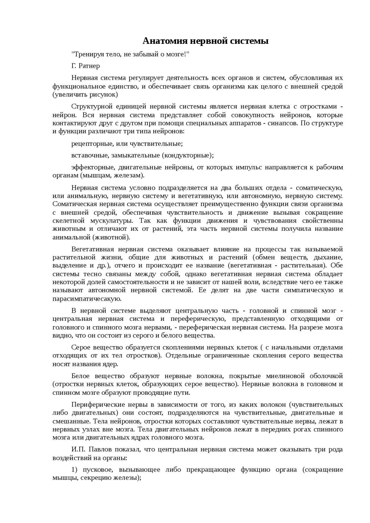 Анатомия нервной системы доклад по медицине Docsity