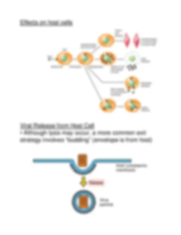 Viral Diseases: Life Cycle, Transmission, and Major Types | Study notes ...