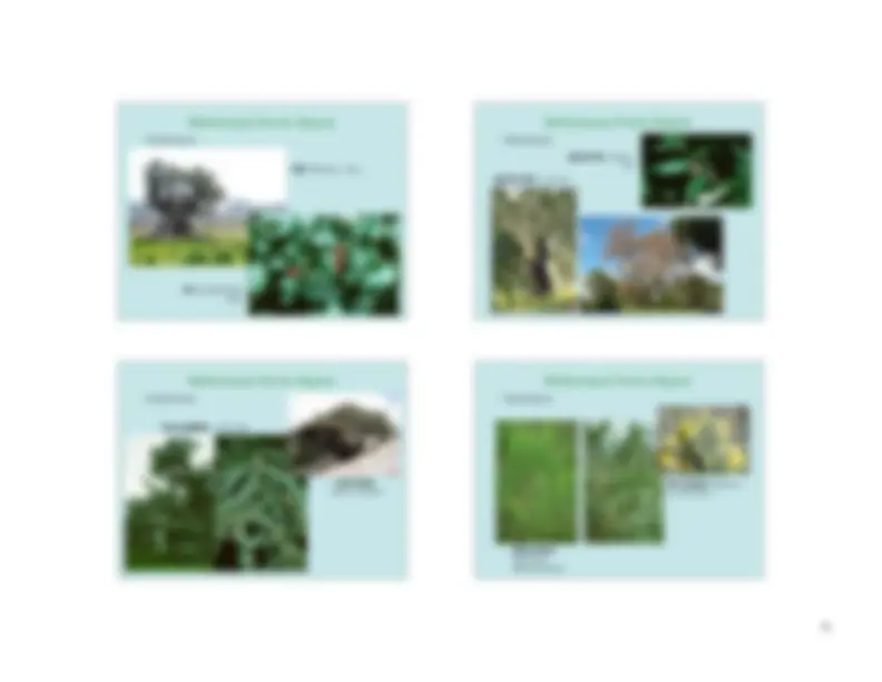 Mediterranean Biome: Characteristics, Vegetation, and Floristic Regions ...