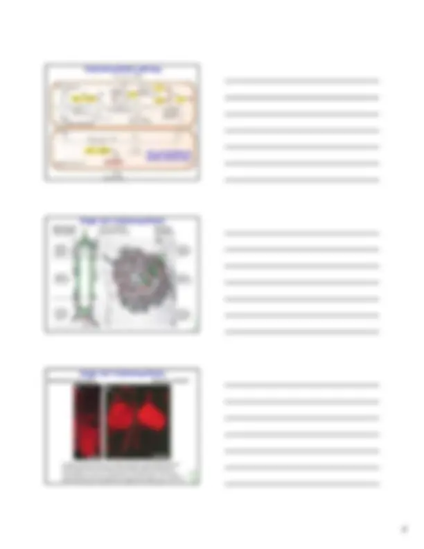 Photosynthesis and CO2 Fixation: C3, C4, and CAM Pathways | Study notes ...
