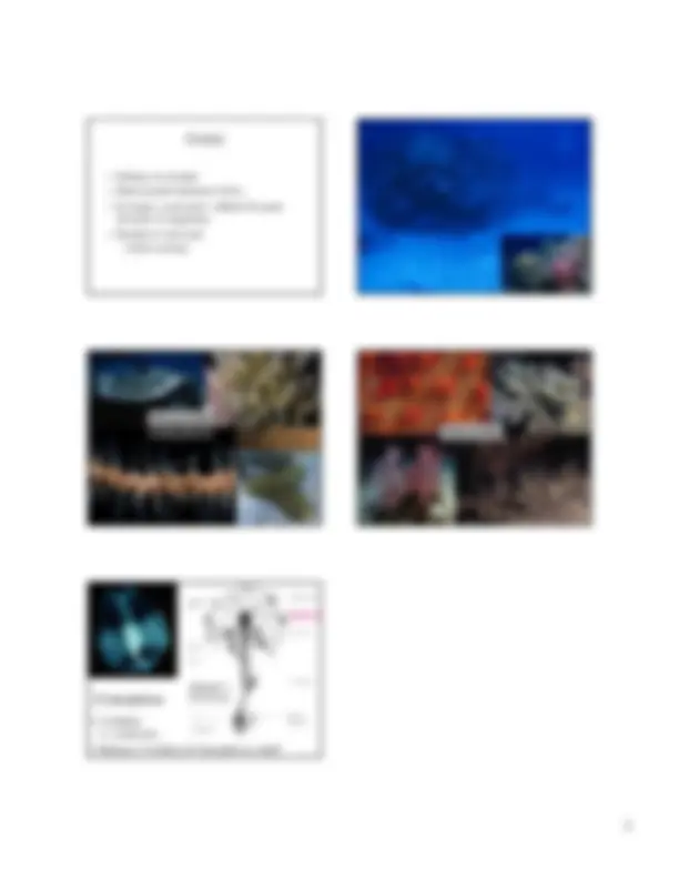 Radiata: An Overview of Cnidaria and Ctenophora | Study notes Biology ...