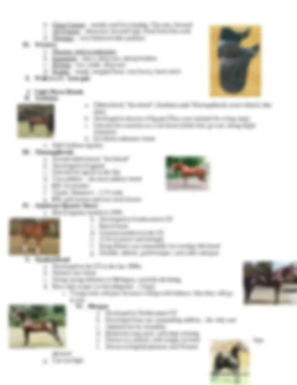 Horse Industry: History, Current State, and Horse-Human Interaction ...