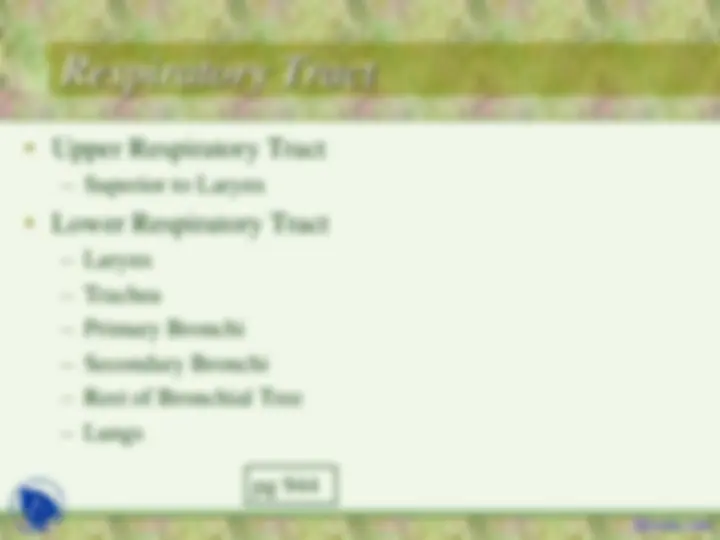 Structure of Thoracic Cavity - Anatomy - Lecture Slides | Slides Dental Anatomy | Docsity