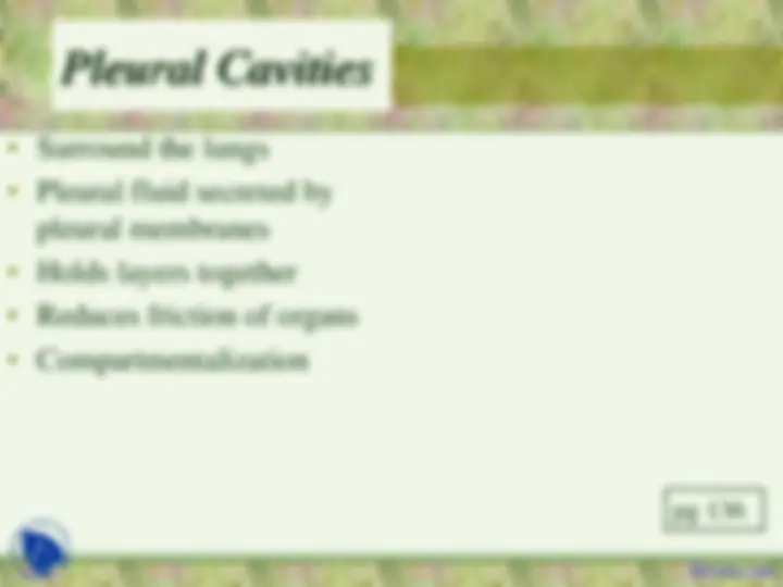 Structure of Thoracic Cavity - Anatomy - Lecture Slides | Slides Dental Anatomy | Docsity