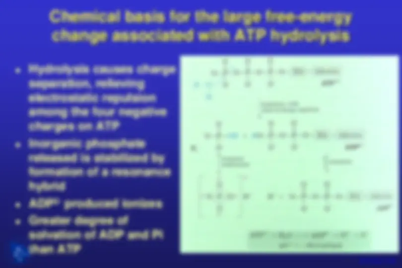 Bioenergetics - Biochemistry - Lecture Slides | Slides Biochemistry ...