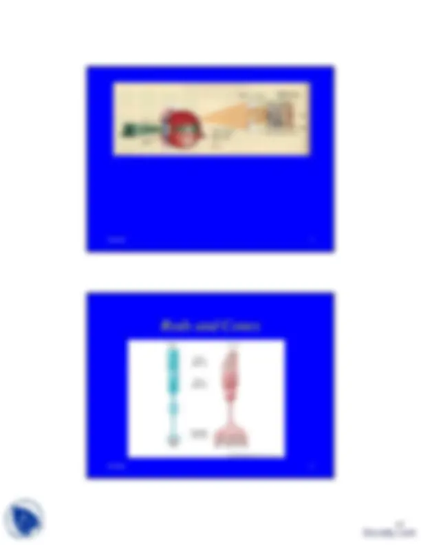 Eyes that See Light - Sensation and Perception - Lecture Slides ...