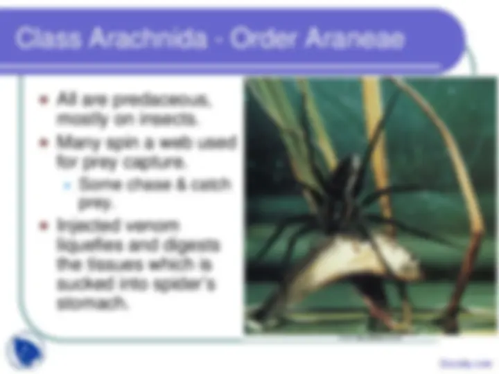 Class Arachnida - General Zoology - Lecture Slides | Slides Zoology ...