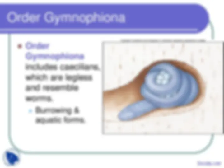 Class Amphibia - General Zoology - Lecture Slides | Slides Zoology ...