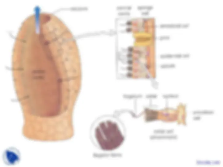 In-depth Study of Porifera and Cnidaria Phyla: Anatomy, Reproduction ...