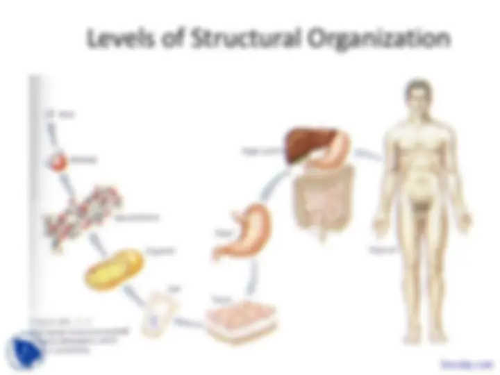 Human Anatomy and Physiology - Physiology - Lecture Slides | Slides Physiology | Docsity