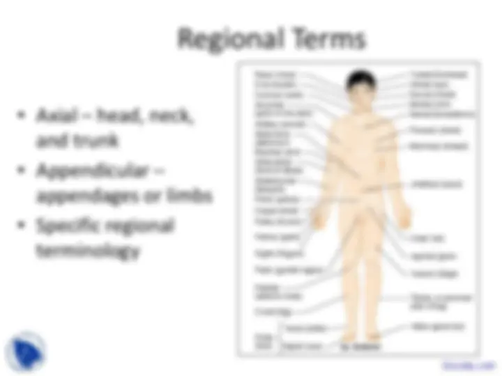Human Anatomy and Physiology - Physiology - Lecture Slides | Slides Physiology | Docsity