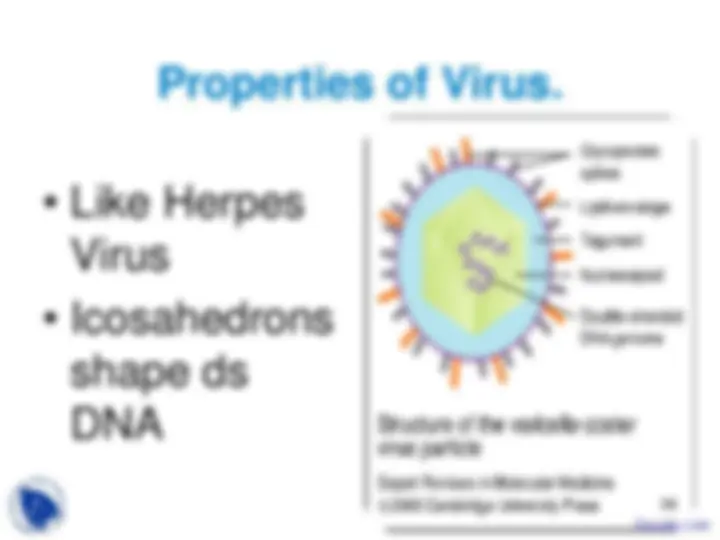 Varicella Zoster - Virology - Lecture Slides | Slides Virology | Docsity