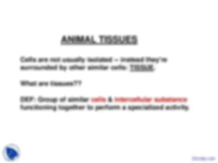 Animal Tissues - Zoology - Lab Slides | Slides Zoology | Docsity