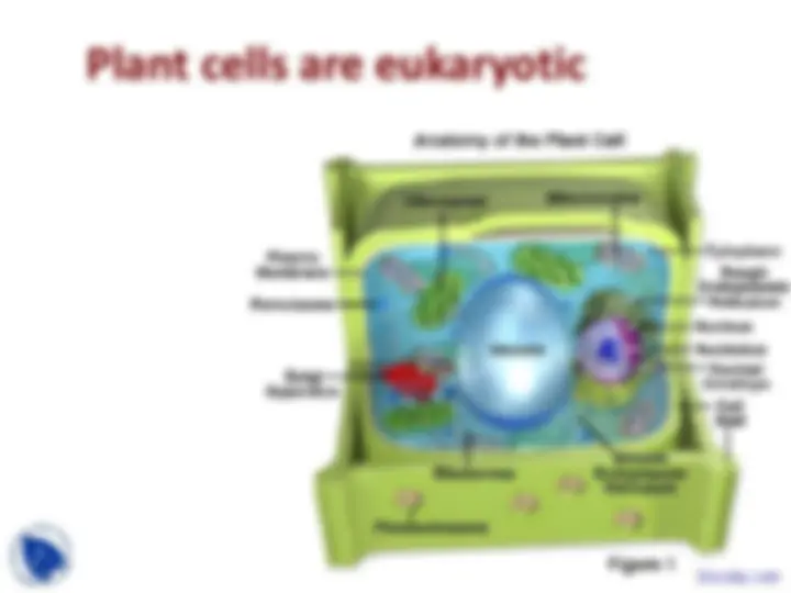 Plant Cell - Botany Introductory - Lecture Slides | Slides Botany and ...