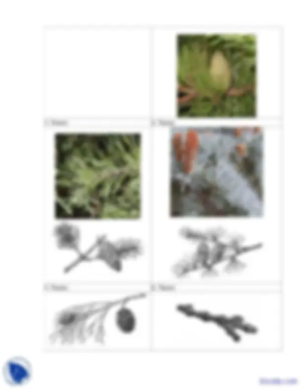 Dichotomous Keying - Coral Reef Lab and Field Studies - Lecture Notes ...