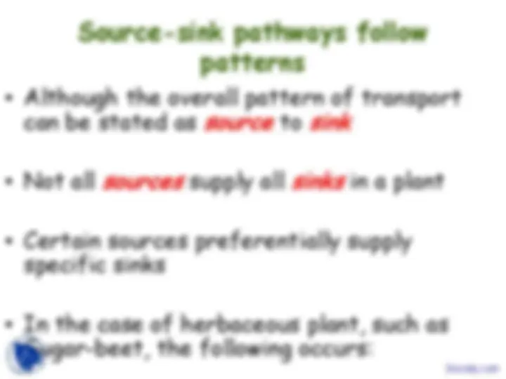 Translocation in the Phloem - General Botany - Lecture Slides | Slides Botany and Agronomy | Docsity