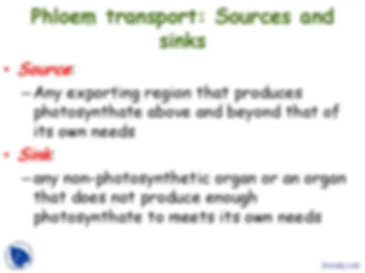 Translocation in the Phloem - General Botany - Lecture Slides | Slides Botany and Agronomy | Docsity