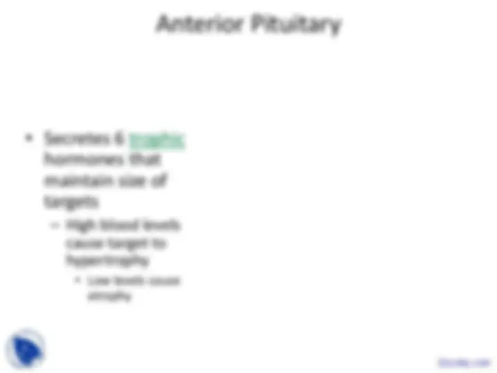 Pituitary Gland - Physiology and Anatomy - Lecture Slides | Slides Physiology | Docsity