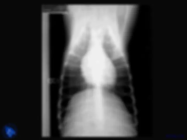 Normal Canine and Feline Thorax Anatomy and Radiographic Evaluation ...