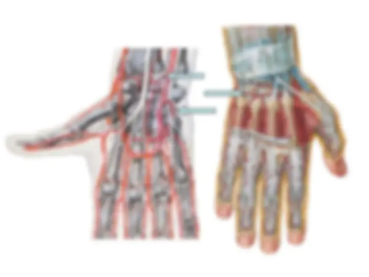 anatomia Miembro superior | Diapositivas de Anatomía | Docsity