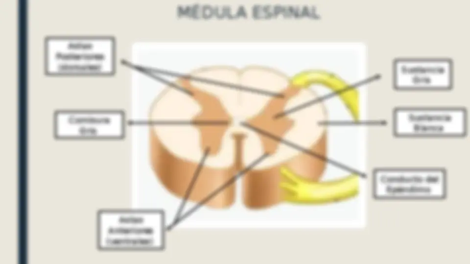 Médula espinal Anatomía | Diapositivas de Neuroanatomía | Docsity