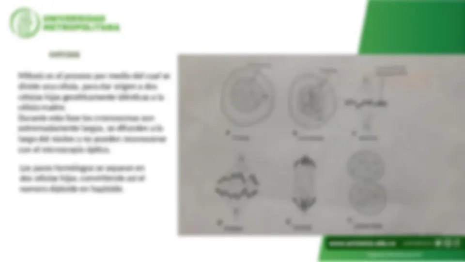 GAMETOGENESIS: TRANSFORMACION DE LAS CELULAS GERMINALES EN GAMETOS MASCULINOS Y FEMENINOS ...