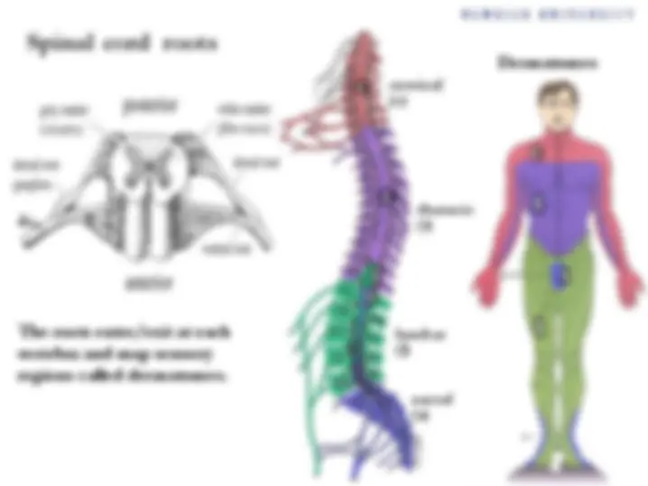 somatosensory pathways | Lecture notes Neurobiology | Docsity
