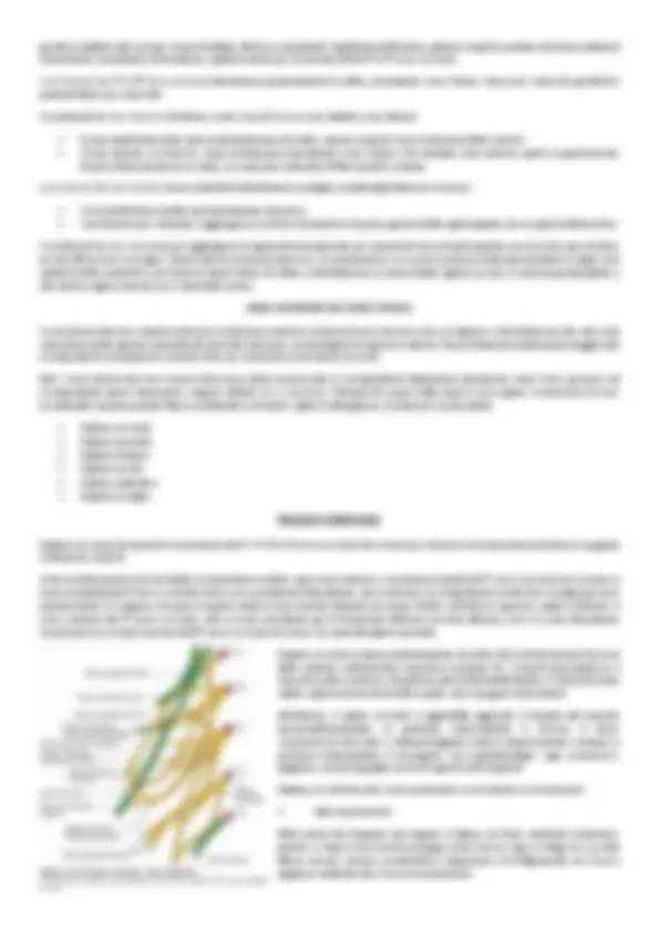 Anatomia del Sistema Nervoso: I Nervi Spinali e il Plesso Cervicale ...