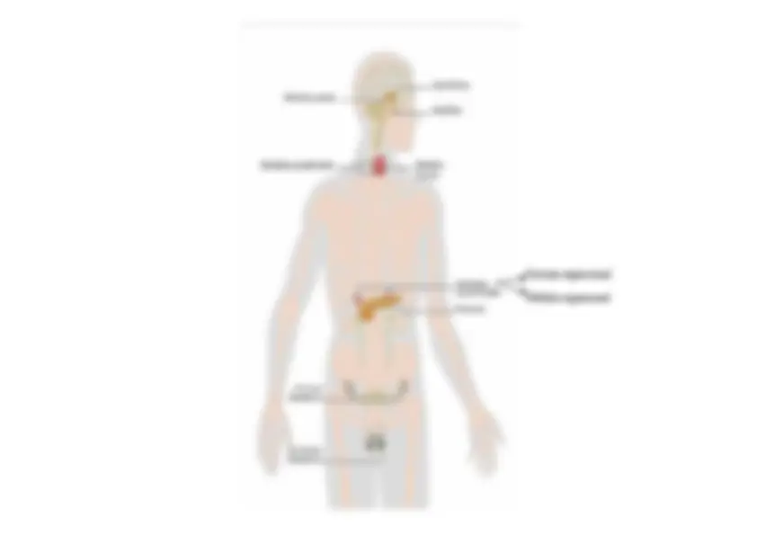 Interacciones entre el Sistema Nervioso Central y el Sistema Endocrino - Prof. Hernández G ...