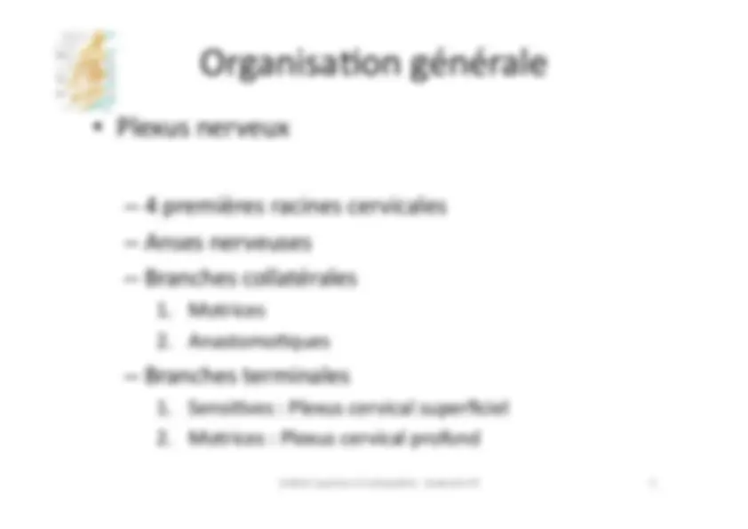 Le plexus cervical: anatomie | Notes Anatomie | Docsity
